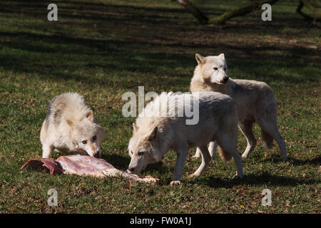 Timber wolves during feeding time at Longleat Safari Park Stock Photo ...