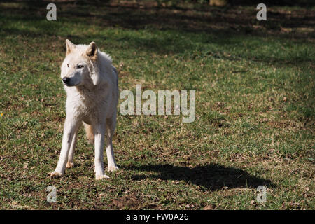 A timber wolf at Longleat Safari Park Stock Photo - Alamy