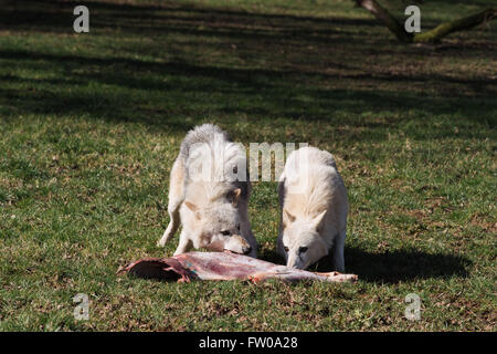 Timber wolves during feeding time at Longleat Safari Park Stock Photo ...