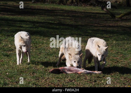 Timber wolves during feeding time at Longleat Safari Park Stock Photo ...
