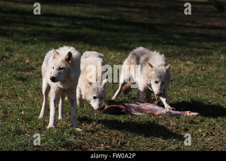 A timber wolf at Longleat Safari Park Stock Photo - Alamy
