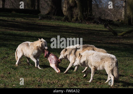 Timber wolves during feeding time at Longleat Safari Park Stock Photo ...