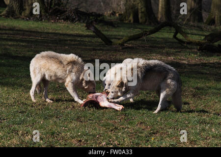 Timber wolves during feeding time at Longleat Safari Park Stock Photo ...