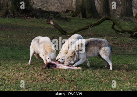 Timber wolves during feeding time at Longleat Safari Park Stock Photo ...