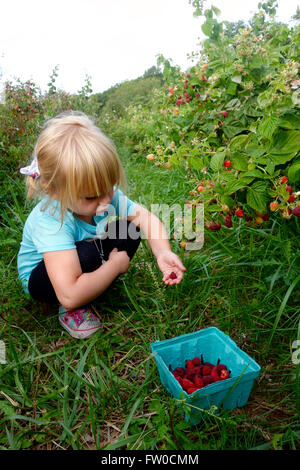 Cute young girl picking raspberries in garden - Malling Jewel variety ...