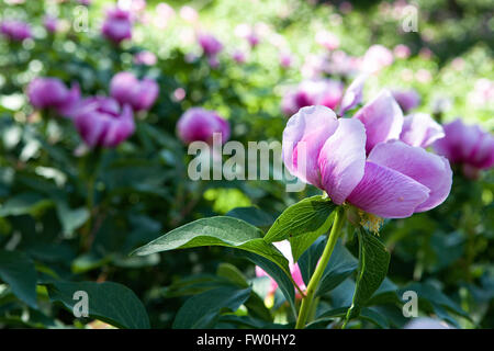 Paeonia broteroi or peony flower, Alor Mountain Range, Extremadura ...
