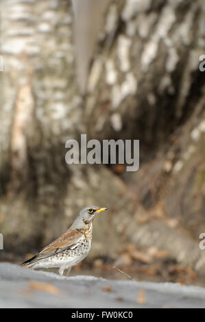 Fieldfare (Turdus pilaris) just after season migration in spring forest ...