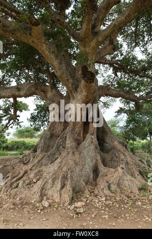 Tree roots in Ethiopia Stock Photo - Alamy