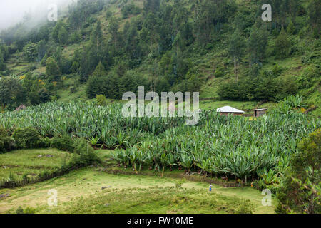 Gurage, Ethiopia, October 2013 Enset Ventricosum, or false banana is ...