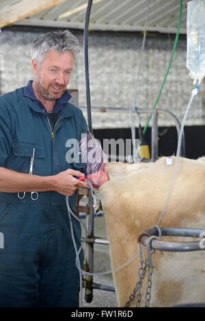 A technician uses saline solution from a drip bag to flush calf embryos ...