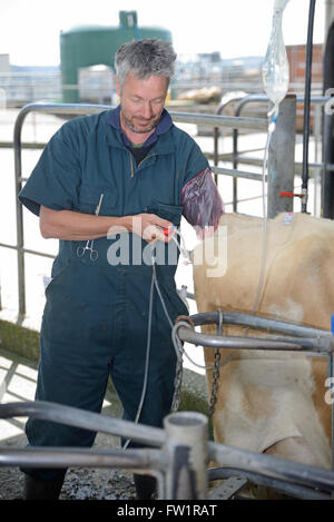 A technician uses saline solution from a drip bag to flush calf embryos ...