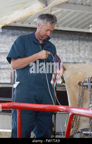 A technician uses saline solution from a drip bag to flush calf embryos ...