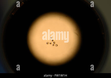 The view down a stereo microscope showing calf embryos flushed from a ...
