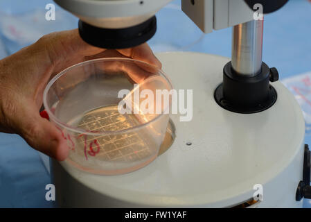 A technician searches for live calf embryos for implantation into a ...