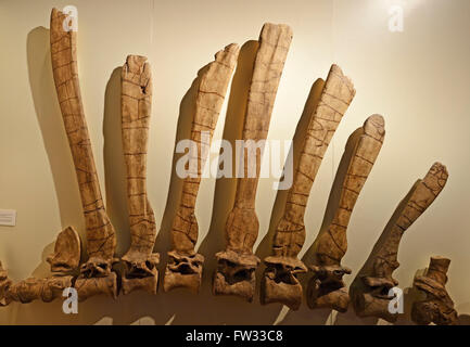 back of a Spinosaurus Stock Photo - Alamy