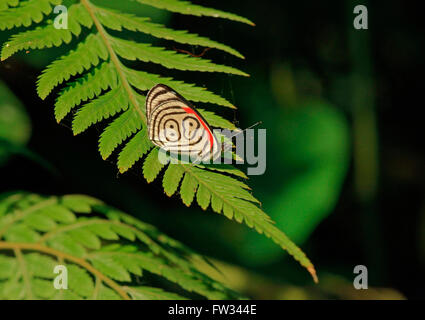 Anna's Eighty-eight butterfly (Diaethria anna Stock Photo - Alamy