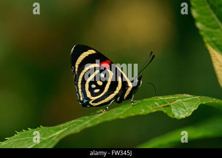 Nymphalidae (Nymphidae) Tropical Butterfly, Hydaspes Eighty-eight or ...