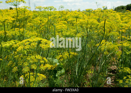 lots of fennel growing on the field Stock Photo - Alamy
