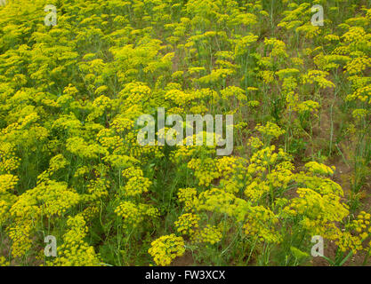 lots of fennel growing on the field Stock Photo - Alamy