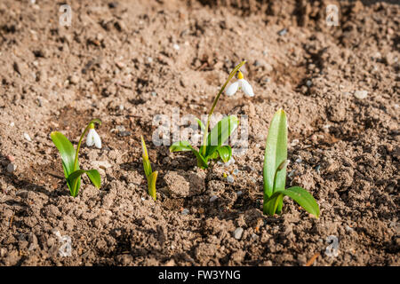 Snowdrop flowers in dry soil in the spring Stock Photo - Alamy