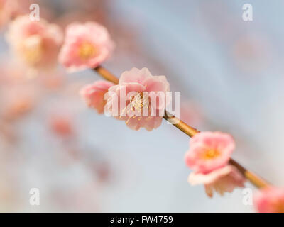 Blossom plum blossom Stock Photo - Alamy