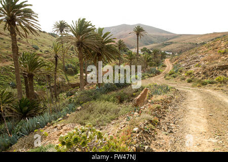 Sandy track in fertile valley farmland, Betancuria, Fuerteventura ...