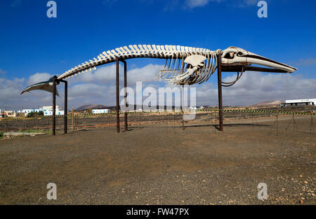 Sperm whale skeleton ( Physeter macrocephalus) in mammals hall of ...