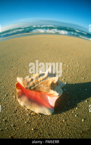 A sea shell and a conch laying in the golden sand of a beach Stock ...