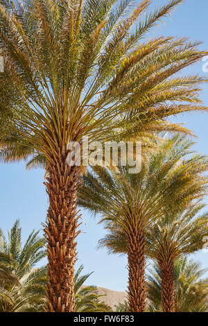 Date palm trees at China Ranch Date Farm, near Tecopa, California Stock ...
