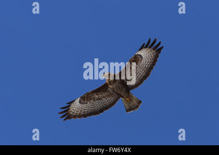 Common buzzard soaring in the clear sky Stock Photo - Alamy