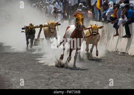 Traditional Bullock cart racing (bailgada sharyat)Maharashtra, India ...