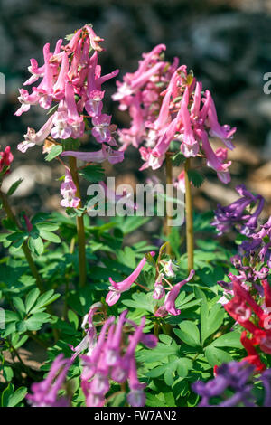 Corydalis solida 'Beth Evans', Fumewort Corydalis Beth Evans Stock ...