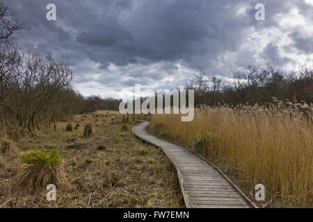boardwalk path reeds nature reserve visitors Stock Photo - Alamy