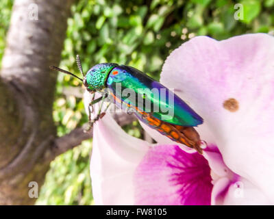 Buprestidae is a family of beetles known as jewel beetles or metallic ...