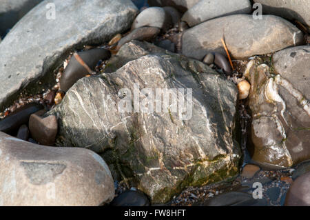 Variety of pebbles in a shallow rock pool Stock Photo - Alamy