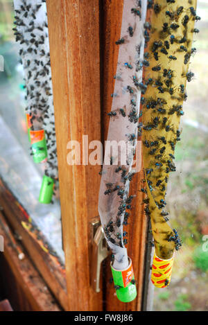 Dead flies stuck to a flypaper in the window of a house Stock Photo - Alamy