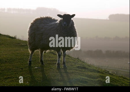 Lone sheep stands on top of a hill Stock Photo - Alamy