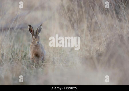 European hare or Lepus europaeus sits in a meadow Stock Photo - Alamy