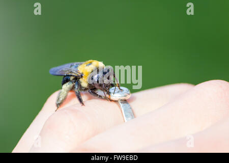 Carpenter bumble Bee sitting on a hand Stock Photo - Alamy