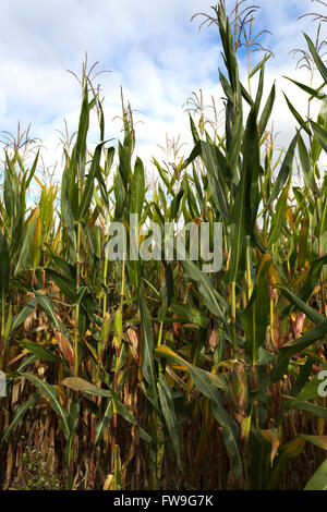 Corn, is a large grain plant domesticated by indigenous peoples in ...