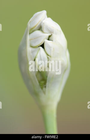 Flower bud of Garlic Chives (Allium tuberosum) also known as Asian ...