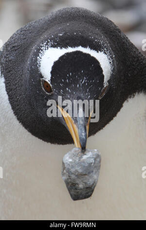 The female gentoo penguins at Penguins Rock at RZSS Edinburgh Zoo want ...