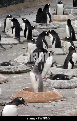 The female gentoo penguins at Penguins Rock at RZSS Edinburgh Zoo want ...