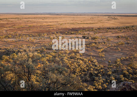 Bush in harsh desert conditions Stock Photo - Alamy
