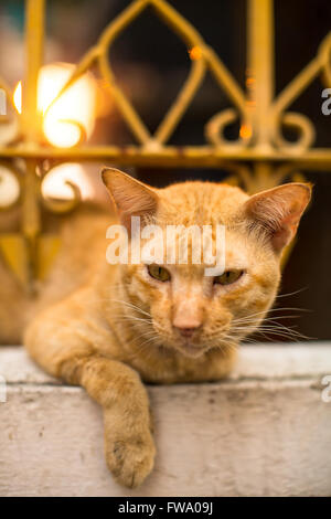 Red cat basking in the sun Stock Photo - Alamy