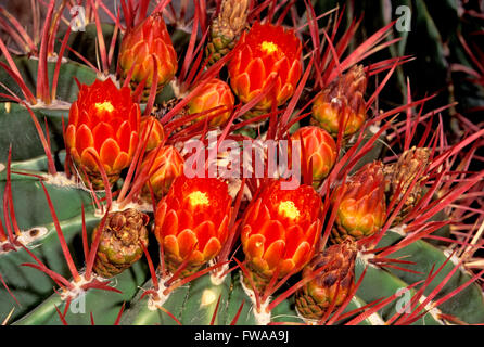 Mexican Lime Cactus (Ferocactus pilosus) barrel cactus blooming Stock ...
