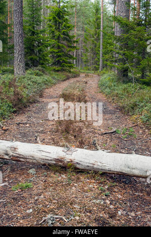 Forest road blocked by fallen tree, Sweden Stock Photo - Alamy