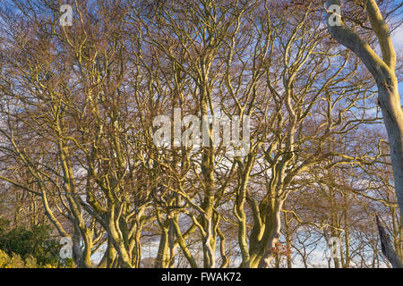 Beech Trees, Binning Memorial Wood, Tyninghame, East Lothian Stock ...
