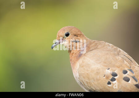 Zenaida Dove - Zenaida aurita bird in Columbidae, doves and pigeons ...