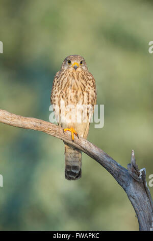 Common kestrel Falco tinnunculus, adult male flying, about to land on ...